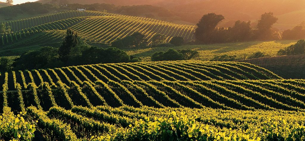 Private Wine Tours in the Hunter Valley